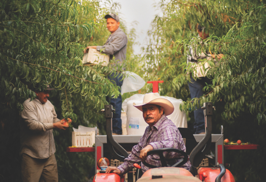 From Farm to Chef's Table – The Rooted Journal